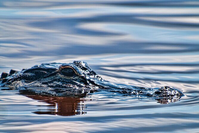 Everglades Admission Ticket with Airboat Ride and Wildlife Show - The Sum Up: Who Should Consider This Tour?