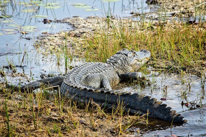 Everglades Airboat Ride and Nature Walk Private Tour - Who Will Love This Tour?