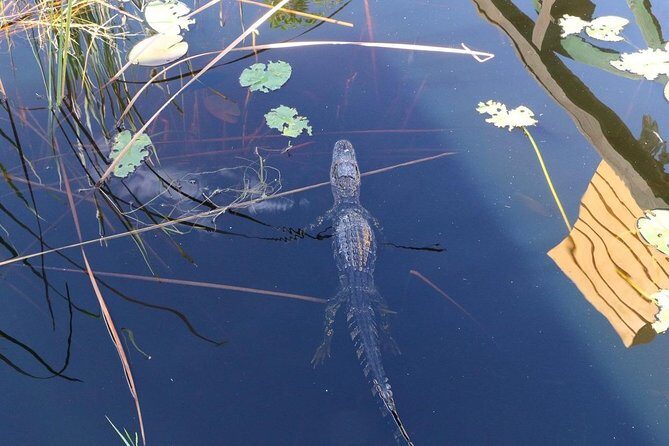 Everglades Airboat Safari Adventure with Transportation - The Wildlife and Educational Aspects