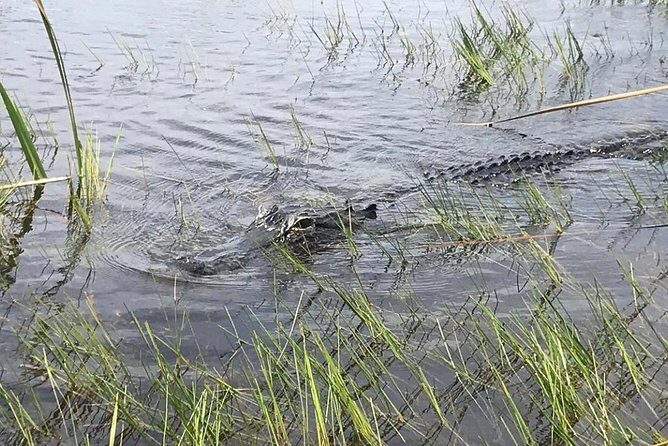 Everglades Airboat Safari Adventure with Transportation - The Costs and Value: Is It Worth It?