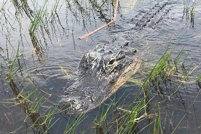 Everglades Airboat Safari Adventure with Transportation - Feedback from Real Travelers: What Theyre Saying