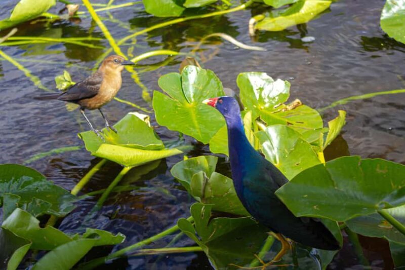 Everglades Airboat Tour from Miami w/ Park Entry & Transport - Practical Tips for Travelers