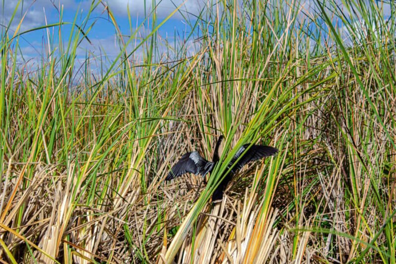 Everglades Airboat Tour from Miami w/ Park Entry & Transport - In Closing