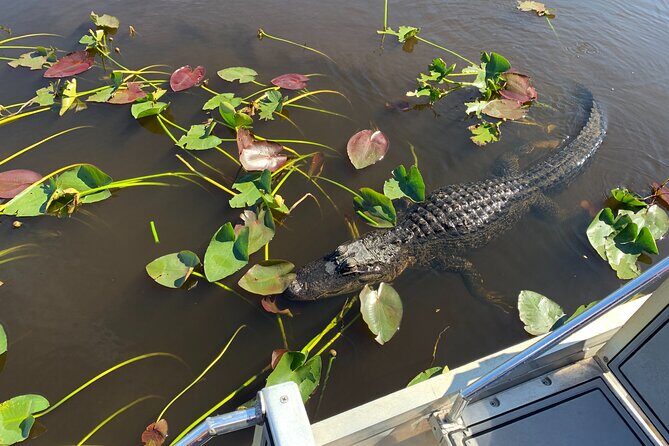 Everglades Airboat, Wildlife Experience and Photo - Real Guests’ Perspectives