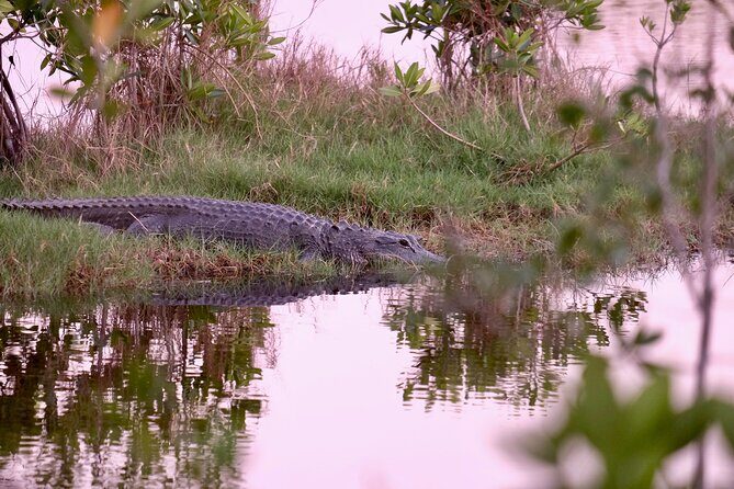 Everglades Airboat, Wildlife Experience and Photo - Who Should Consider This Tour?