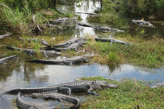 Everglades Alligator Airboat Adventure from Miami - A Detailed Look at What You Can Expect
