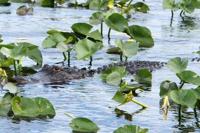 Everglades Alligator Airboat Tour with Bus transfer from Miami - Why This Tour Might Be Right for You