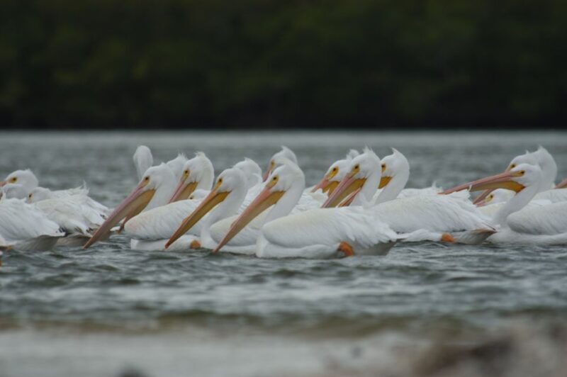 Everglades: Birding, Wildlife, and Photography Expedition - Practical Tips for Travelers