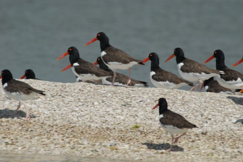 Everglades: Birding, Wildlife, and Photography Expedition - Key Points