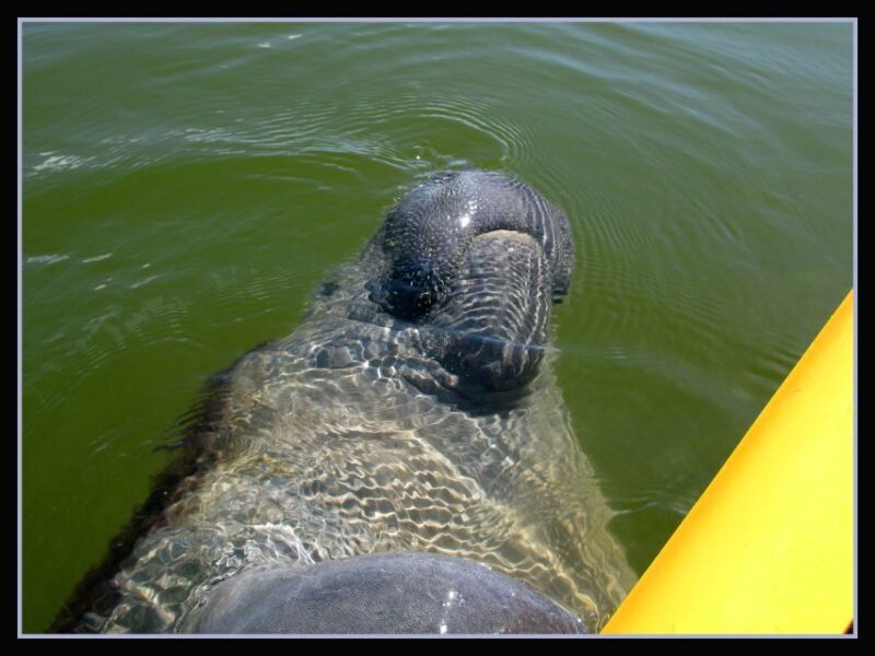 Everglades: Boat Assisted Kayak Eco Tour - FAQ