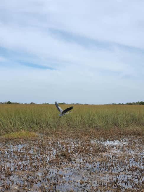 Everglades: boat tour with transportation& entrance included - What Past Travelers Say