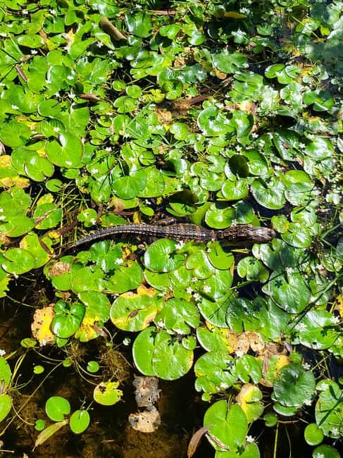 Everglades: boat tour with transportation& entrance included - Practical Tips for Travelers