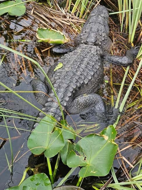 Everglades: boat tour with transportation& entrance included - Frequently Asked Questions