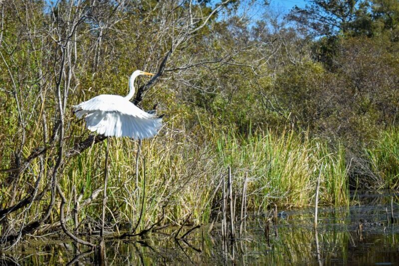 Everglades City: Guided Kayaking Tour of the Wetlands - Practical Tips for the Best Experience