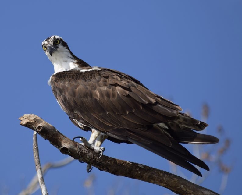 Everglades Day Safari from Fort Lauderdale - Scenic Boat Cruise into Mangroves