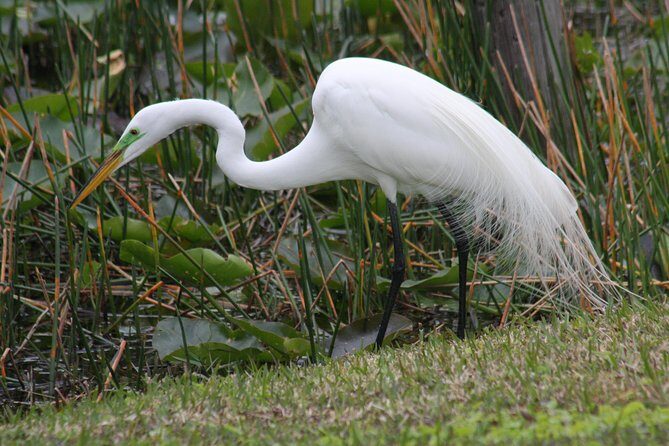 Everglades Day Safari from Fort Myers/Naples Area - Who Should Consider This Tour?