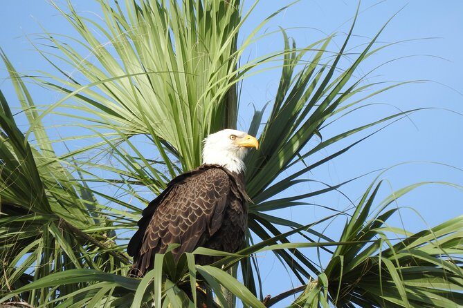 Everglades Day Safari from Fort Myers/Naples Area - Final Thoughts