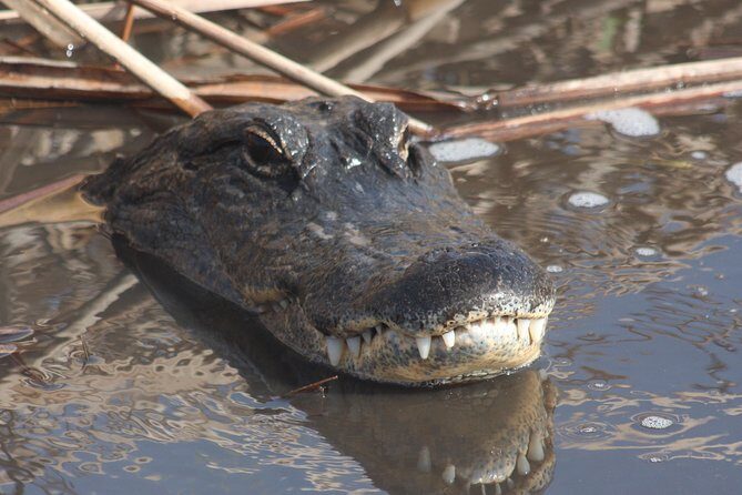 Everglades Day Safari from Ft Lauderdale - An In-Depth Look at the Everglades Day Safari