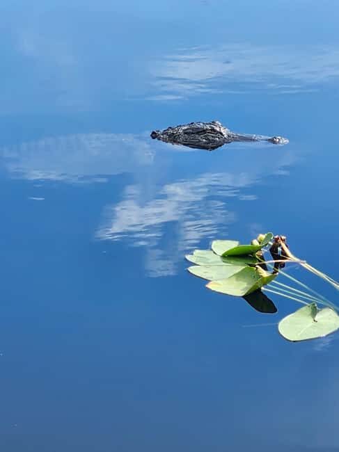 Everglades Eco Airboat Tour small group & top transportation - A Closer Look at the Experience