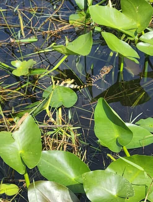 Everglades Eco Airboat Tour small group & top transportation - FAQs