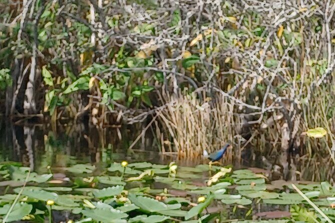 Everglades Eco Airboat Tour with Private Luxury Transportation - Key Points