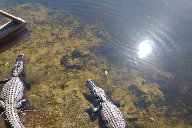 Everglades Eco Airboat Tour with Private Luxury Transportation - The Itinerary: Step-by-Step Breakdown