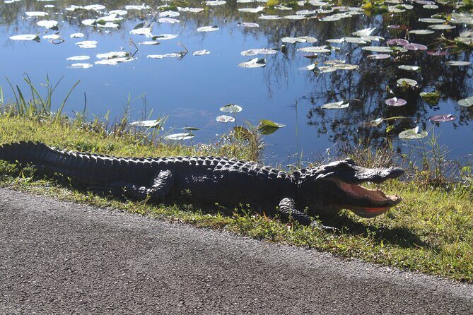 Everglades Eco Airboat Tour with Private Luxury Transportation - The Sum Up