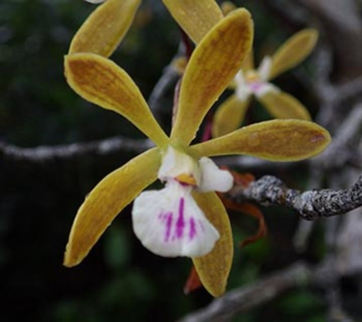 Everglades: Everglades Alligators and Orchids Kayak Eco Tour - Experience Overview: What Youll Encounter on This Kayak Tour