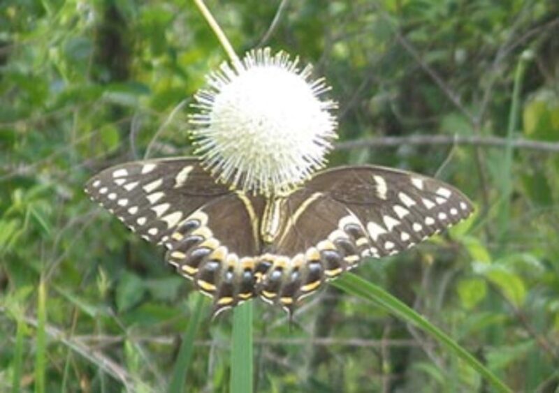 Everglades: Everglades Alligators and Orchids Kayak Eco Tour - Visuals and Photography Opportunities