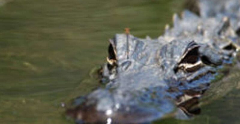 Everglades: Everglades Alligators and Orchids Kayak Eco Tour - Final Thoughts: Is the Everglades Kayak Eco Tour Worth It?