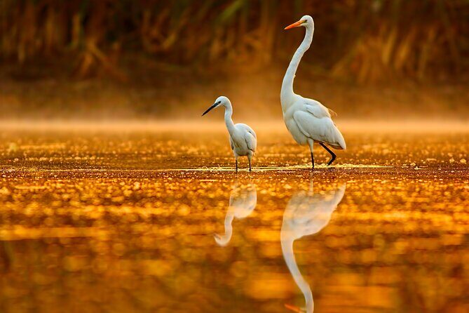 Everglades Explorer - Noosa Everglades Tour - Exploring Australia’s Only Everglades: Why This Place Matters