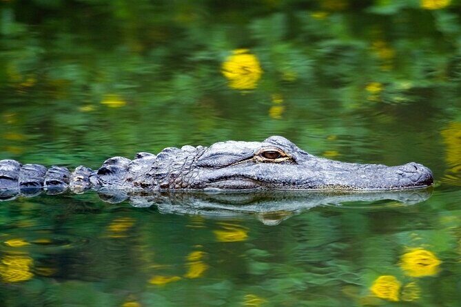 Everglades Express Small Group Tour from Miami with Airboat Ride - Final Thoughts