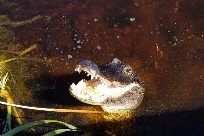Everglades Florida Airboat Tour - The Itinerary: A Closer Look