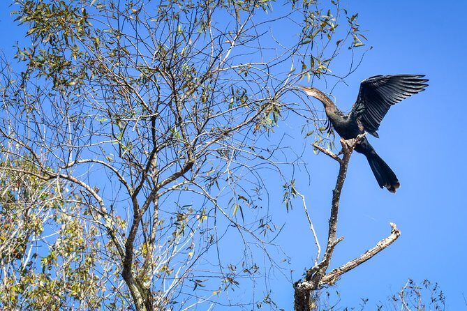 Everglades Guided Kayak Tour - Analyzing the Cost and Value