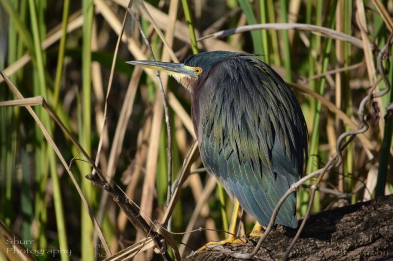 Everglades Kayak Safari Adventure Through Mangrove Tunnels - Why This Tour Offers Great Value