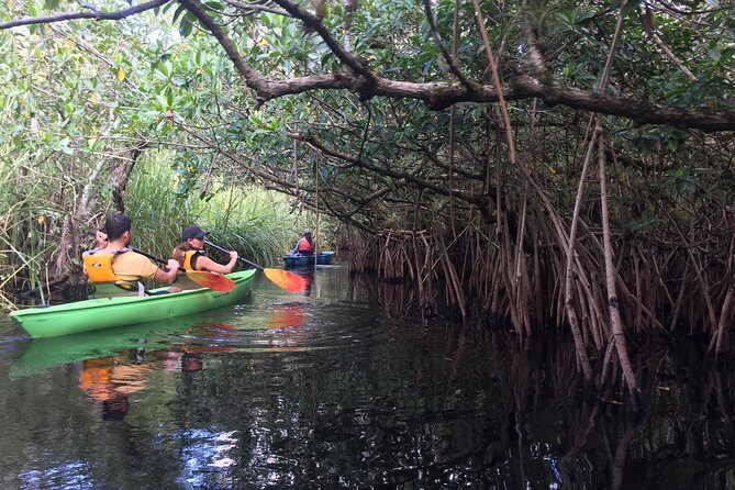 Everglades Kayak Safari Adventure Through Mangrove Tunnels - Authentic Experiences from Reviews