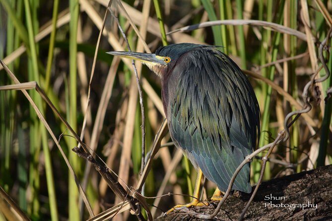 Everglades Kayak Safari Adventure Through Mangrove Tunnels - The Sum Up