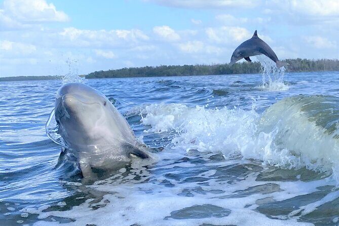 Everglades Manatee, Dolphin and Birding Boat Tour (2 hours) - Why This Tour Works for Different Travelers