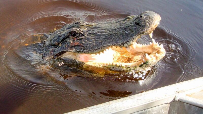 Everglades: Mangrove Maze Airboat Tour and Boardwalk - Key Points