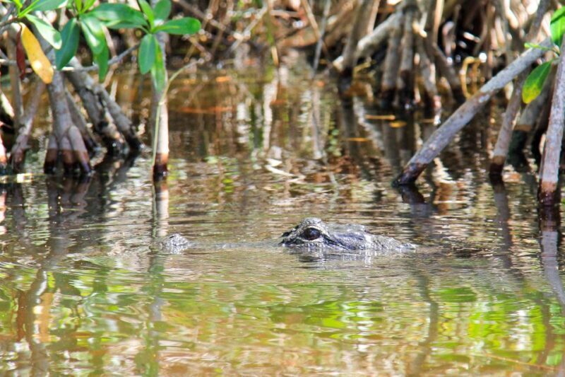 Everglades: Mangrove Maze Airboat Tour and Boardwalk - Who Would Enjoy This Tour?