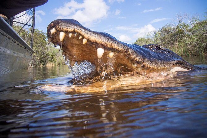 Everglades & Miami city tour with experienced guide in small group - FAQs