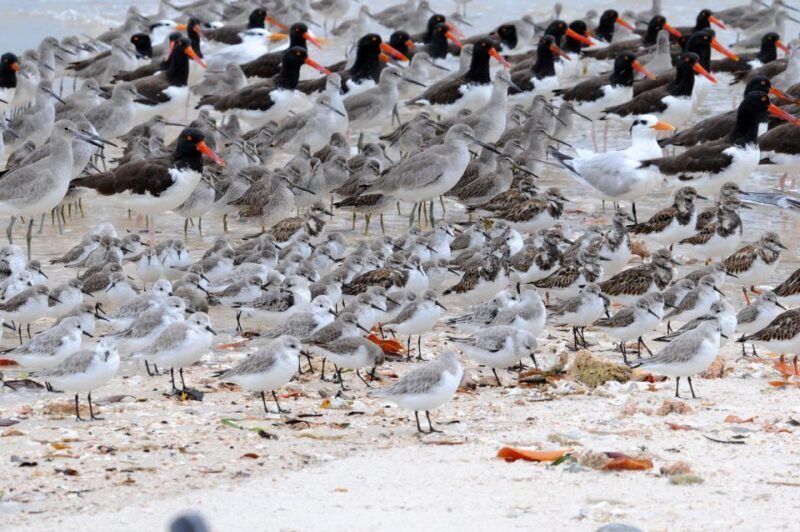 Everglades National Park: 2 hour Dolphin & Birding Boat Tour - What Makes This Tour Special?