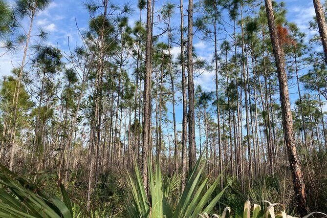 Everglades National Park: 3 Hikes + 90 minute Boat Tour + Lunch - What We Loved About This Tour