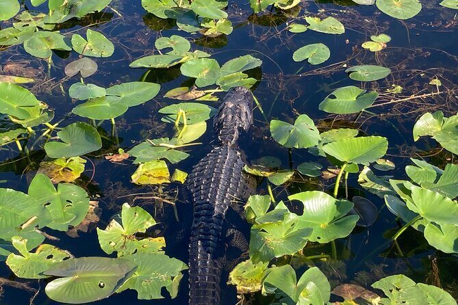 Everglades National Park: 3 Hikes + 90 minute Boat Tour + Lunch - FAQ