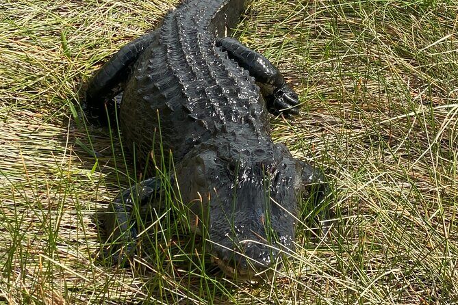Everglades National Park: 3 Hikes + 90 minute Boat Tour + Lunch - Introduction: A Closer Look at the Everglades Experience