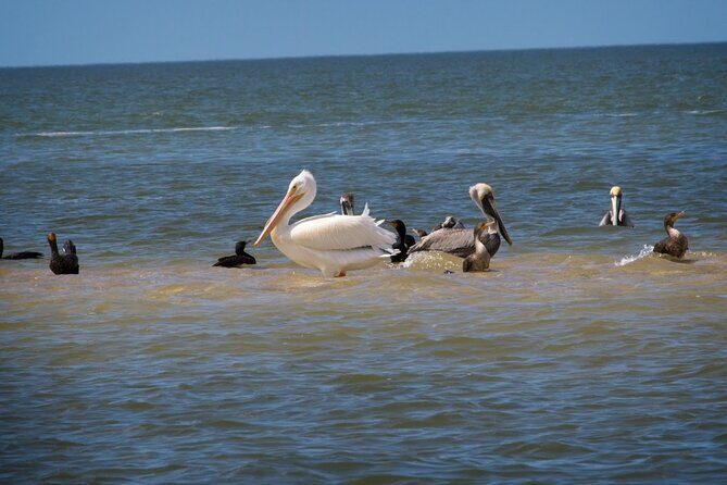 Everglades National Park: 3 Hikes + 90 minute Boat Tour + Lunch - A Day in the Everglades: What You Can Expect