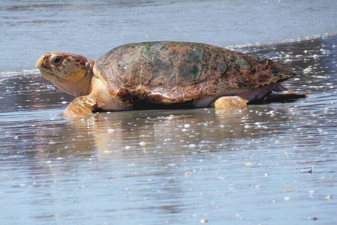 Everglades National Park Boat Tour - Who Should Consider This Tour?