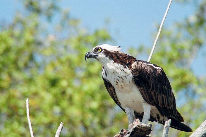 Everglades National Park Boat Tour - FAQ