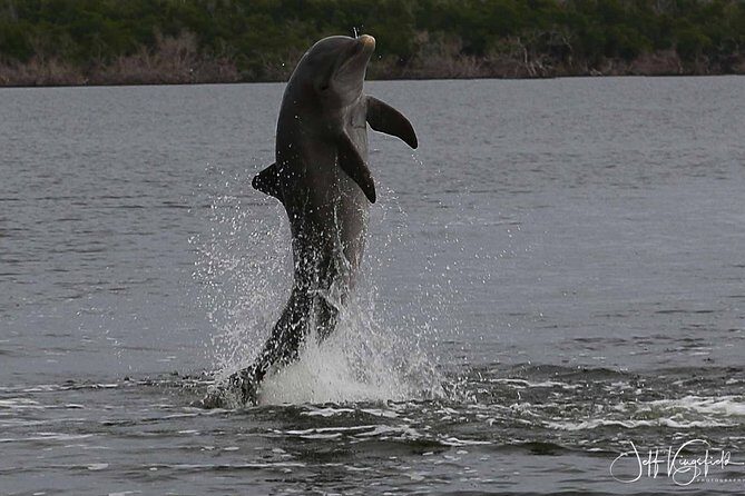 Everglades National Park Dolphin, Birding and Wildlife Boat Tour (2 hours) - An In-Depth Look at the Everglades Wildlife Boat Tour