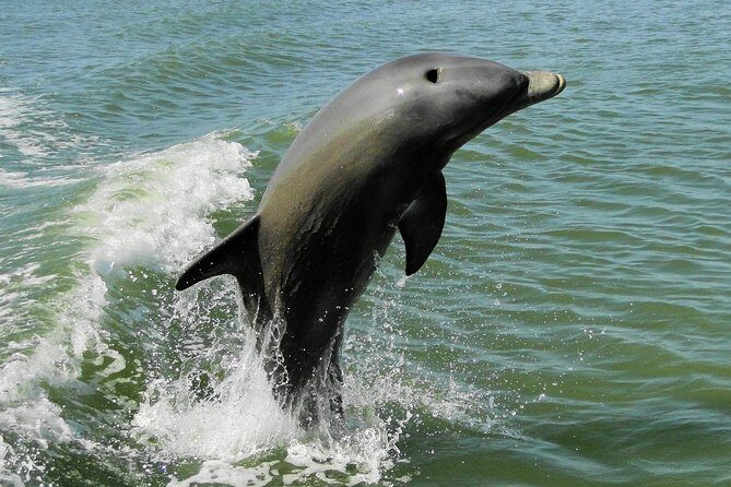 Everglades National Park Dolphin, Birding and Wildlife Boat Tour (2 hours) - The Final Verdict: Who Will Love This?